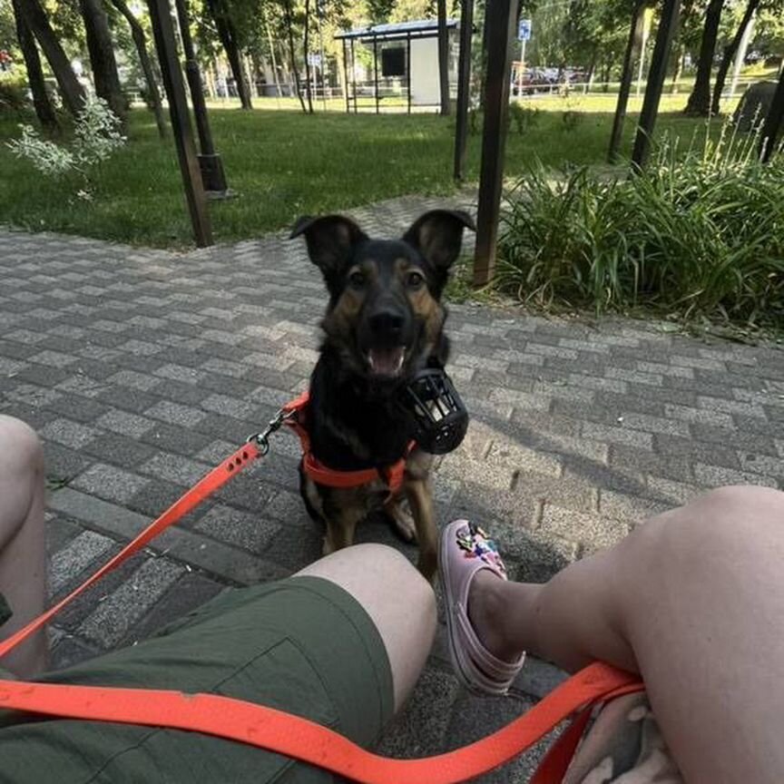 Домашние животные