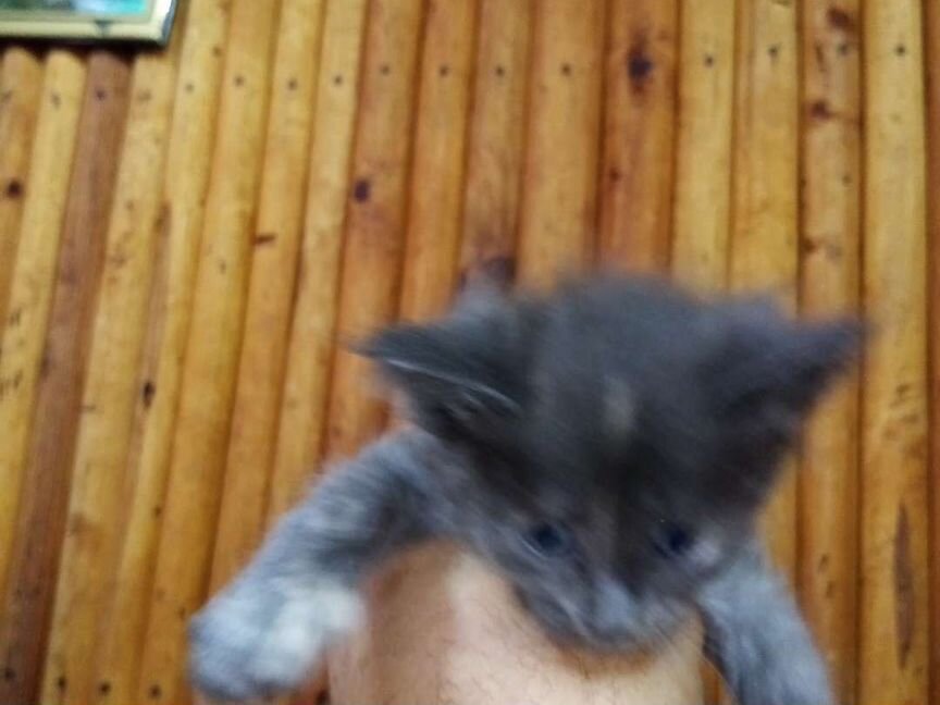 Котята Мейн Кун