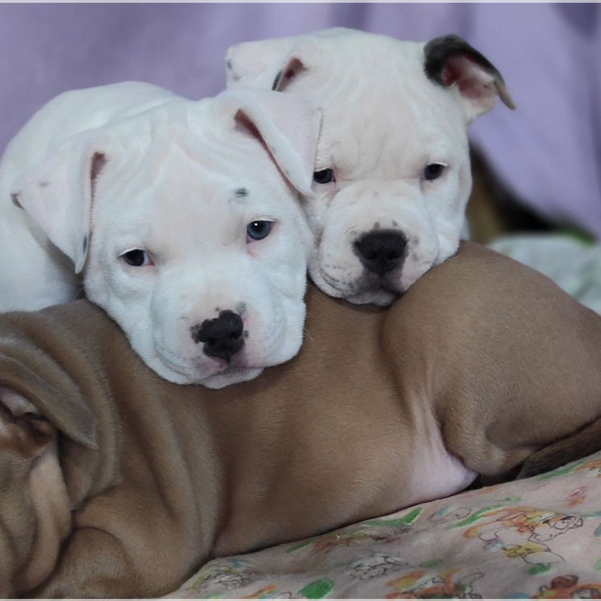 Белые щенки американского булли