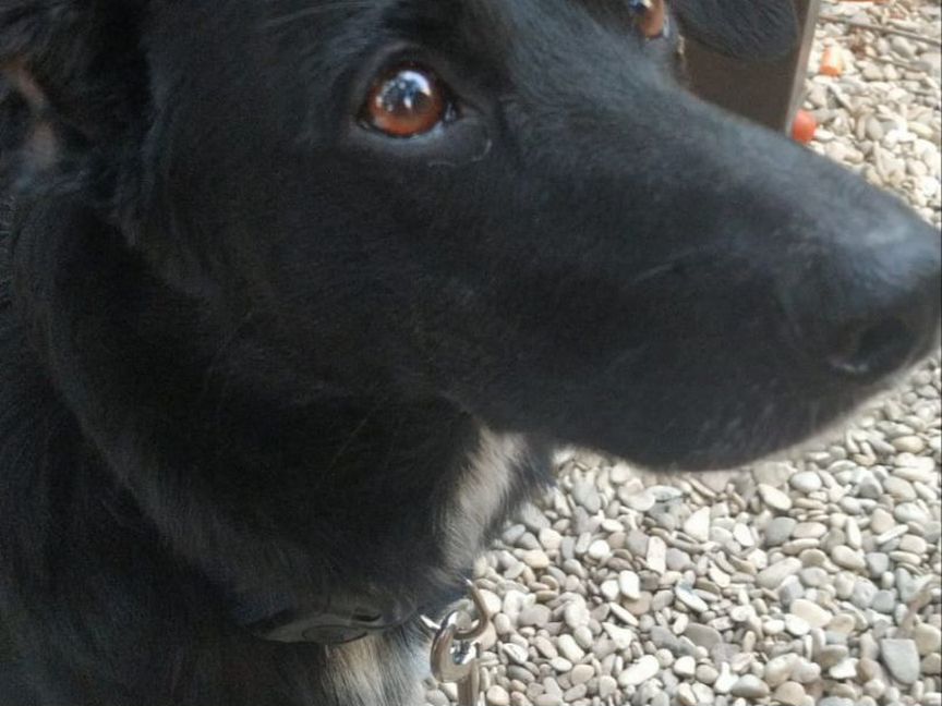 Собака в добрые руки