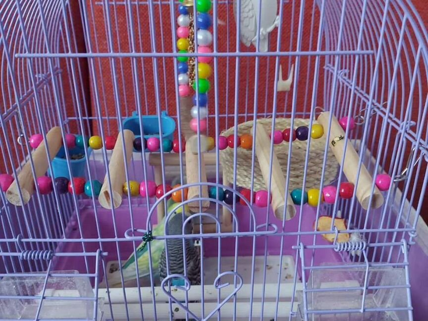 Продаю попугаев