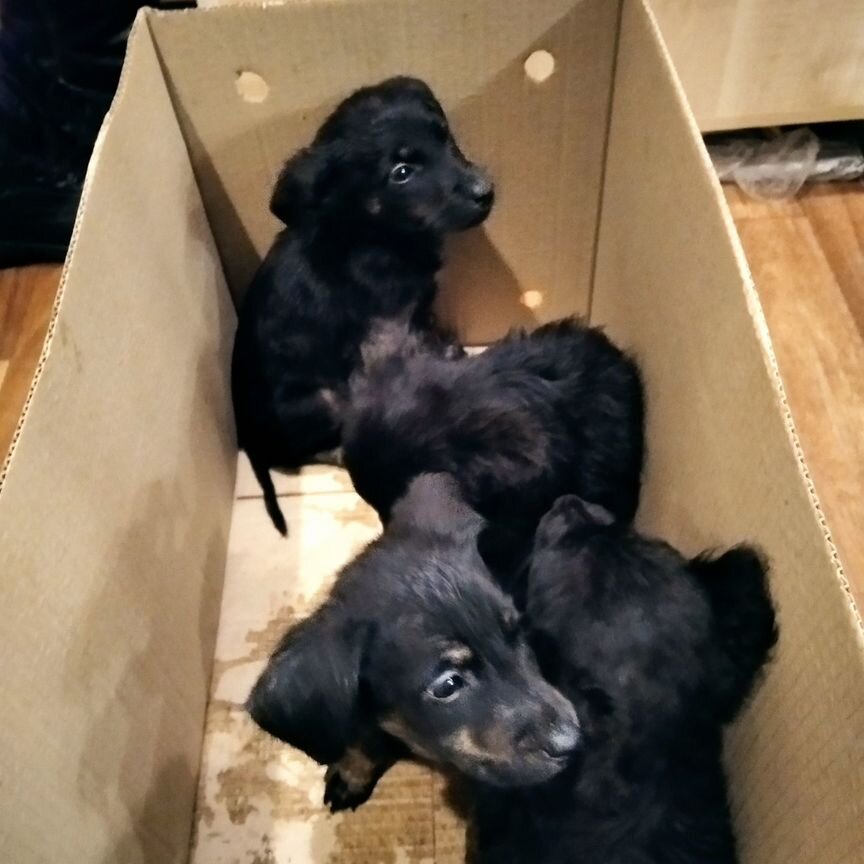 Собака в добрые руки отдам бесплатно