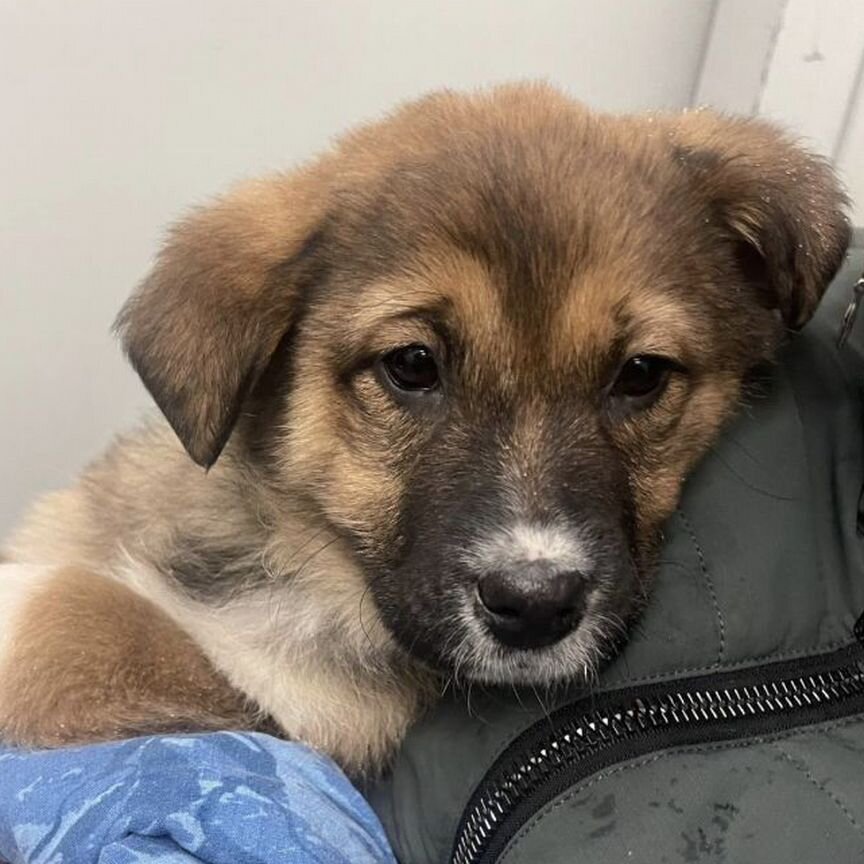 Щенок в добрые руки