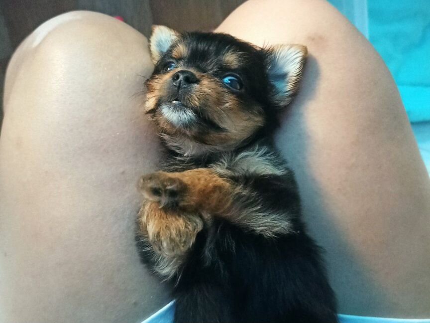 Собака йоркширский терьер щенок мини