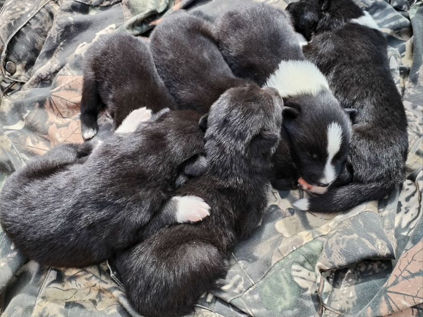 Русско Европейская Лайка