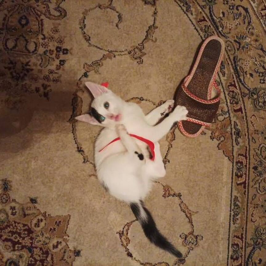 Отдам хорошего котика в добрые руки