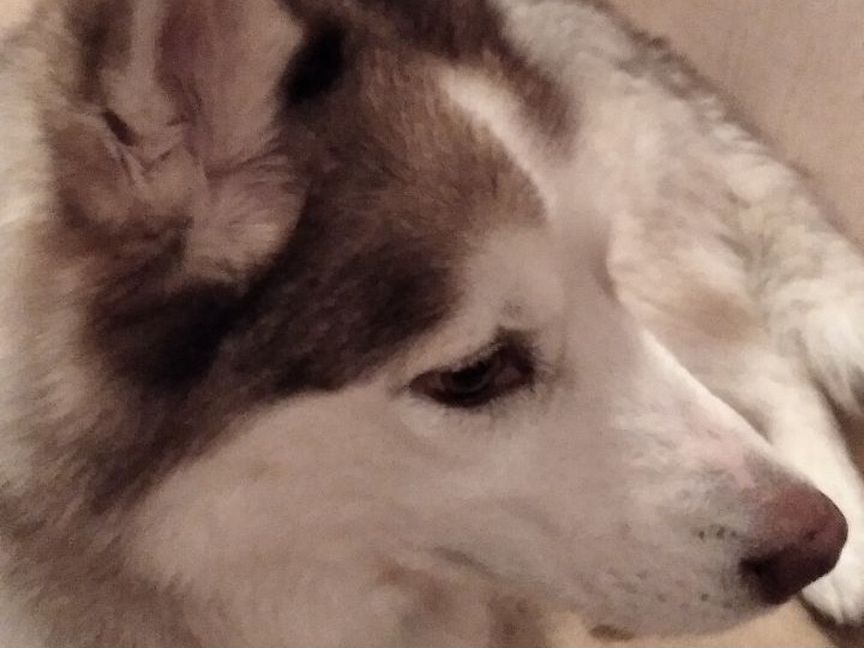 Хаски ищу старых хозяев