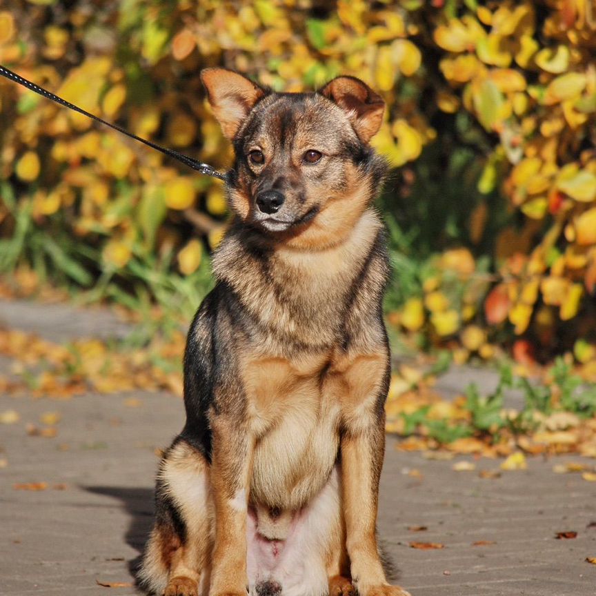 Собака мальчик