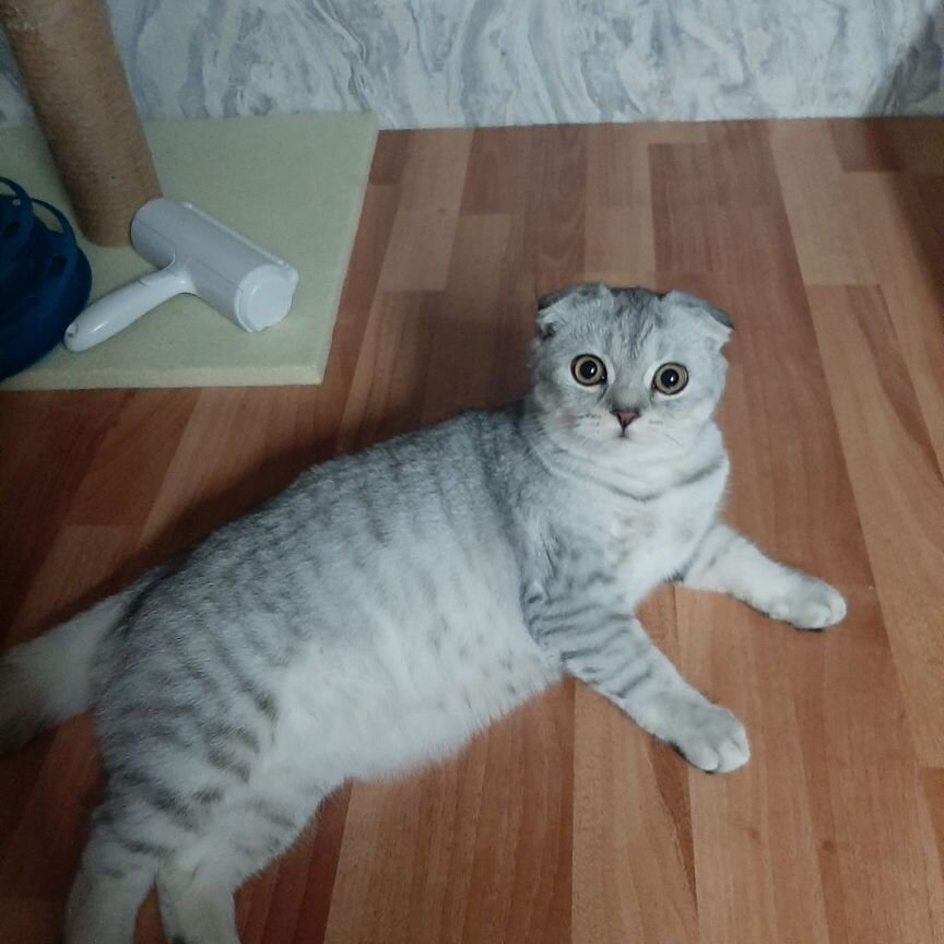 Шотландский кот на вязку