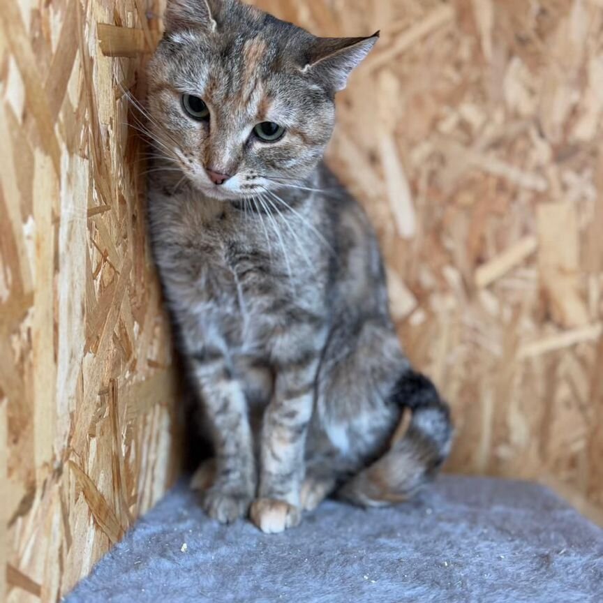 Кошка добрые руки