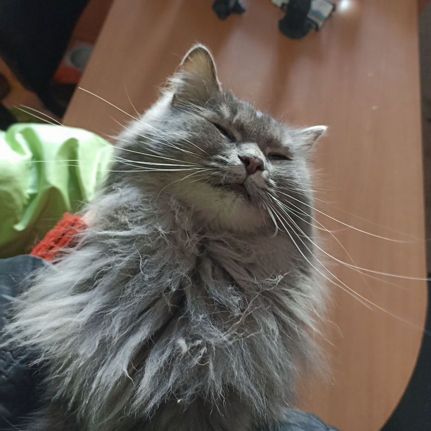 Взрослая, кошка в добрые руки