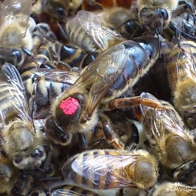 Плодные матки карника Ф1 2023 (F1)