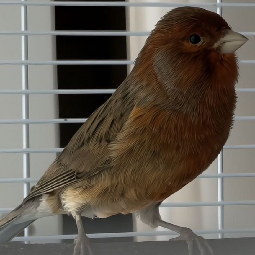 Кенара и канарейки