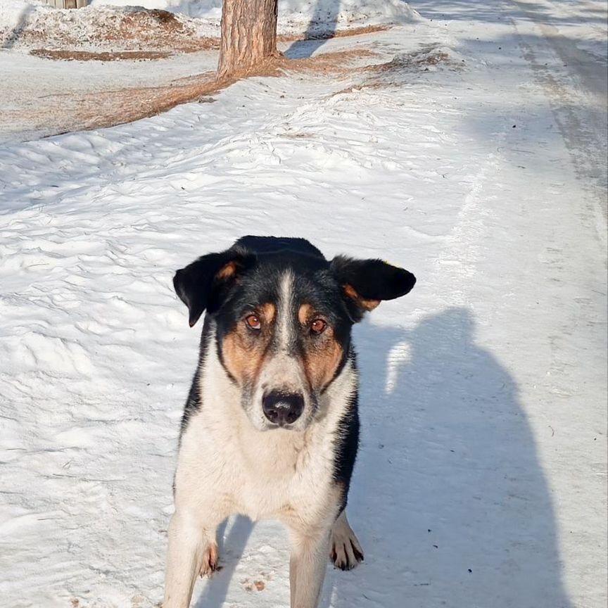 Ваш будущий друг