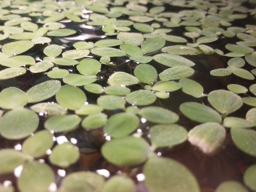 Водоросли для аквариума - пистия