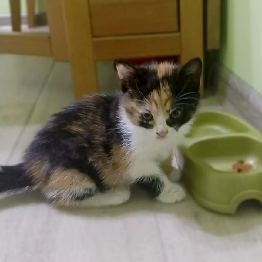 Очаровательный котенок