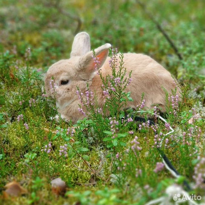 Декоративный кролик в добрые руки