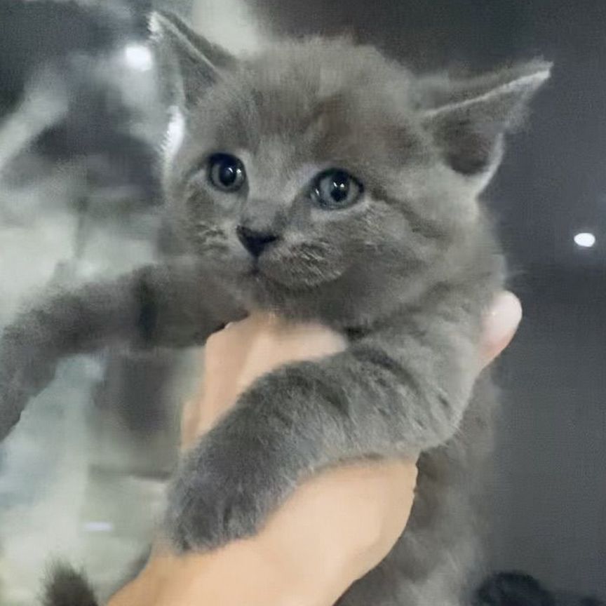 Британский короткошёрстный котёнок