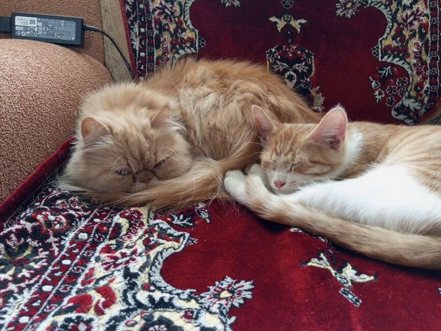 Вязка персидская классическая ищет жениха