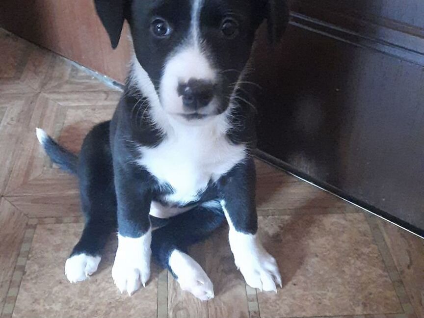 Щенок в добрые руки бесплатно