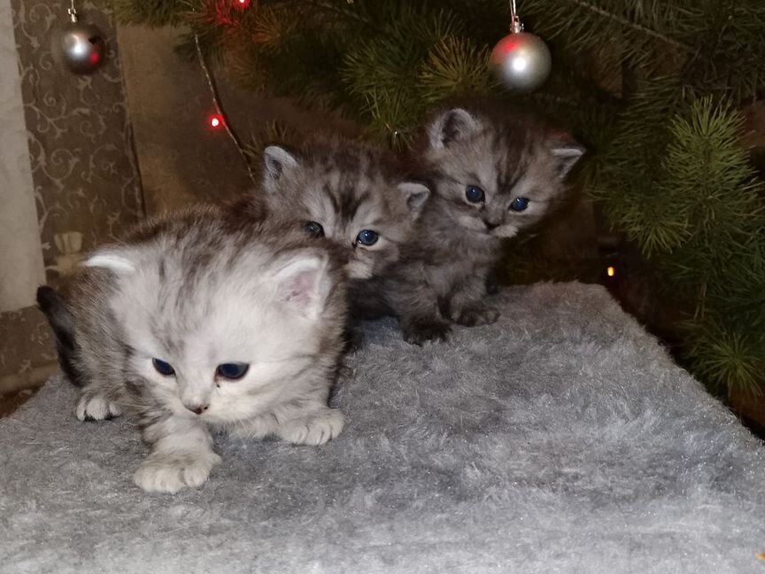 Британские котята шиншилла