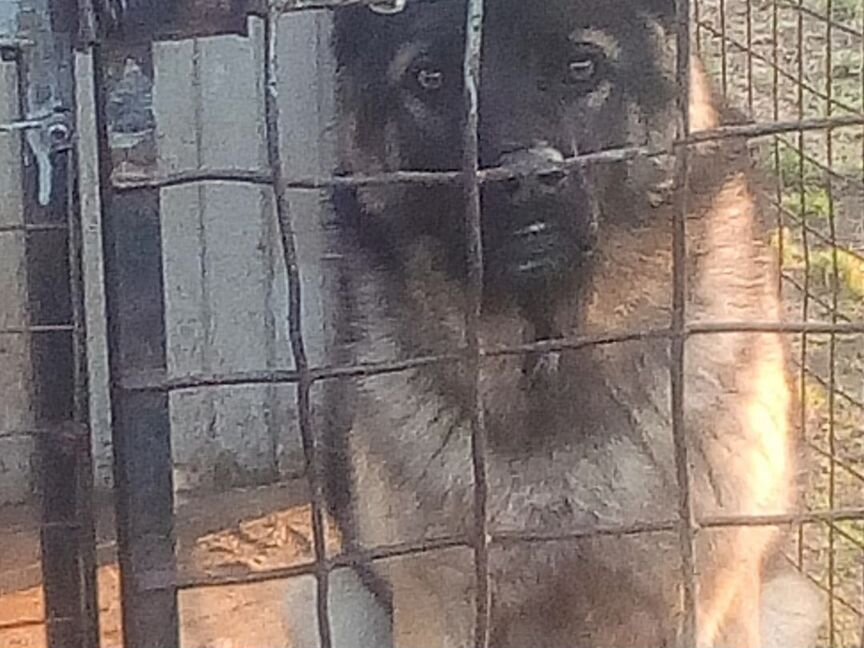 Кавказская овчарка