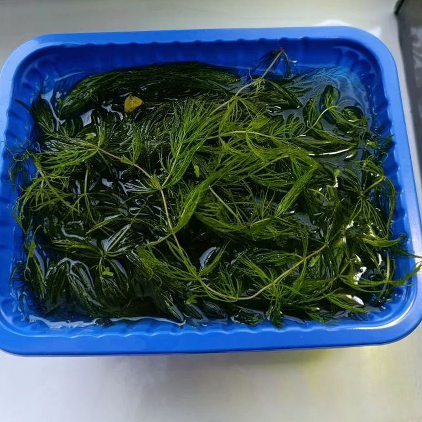 Аквариумное растение