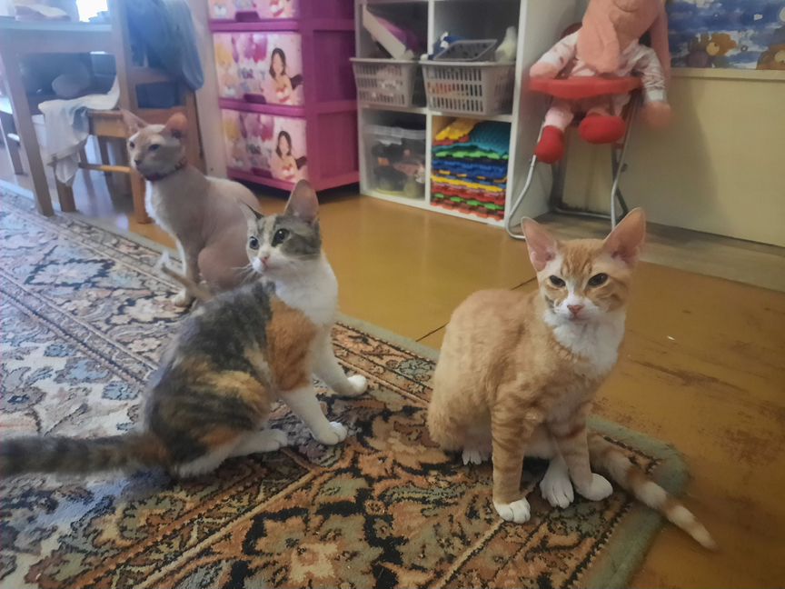 Котята сфинкс