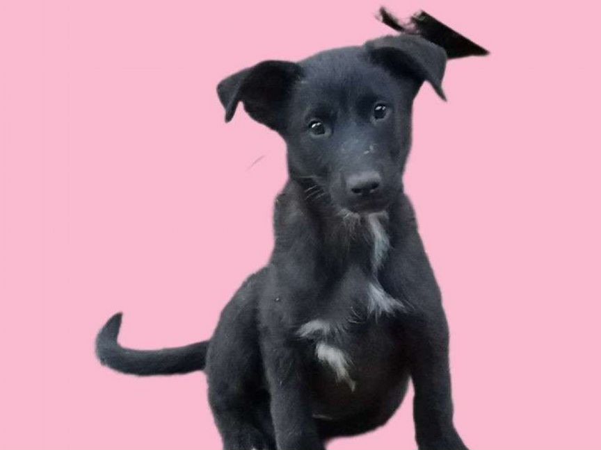 Собаки щенки бесплатно