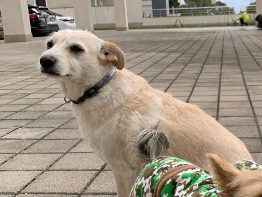 Джессика малышка ищет семью в добрые руки