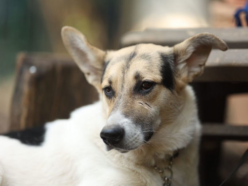 Снежный добряк ищет счастья