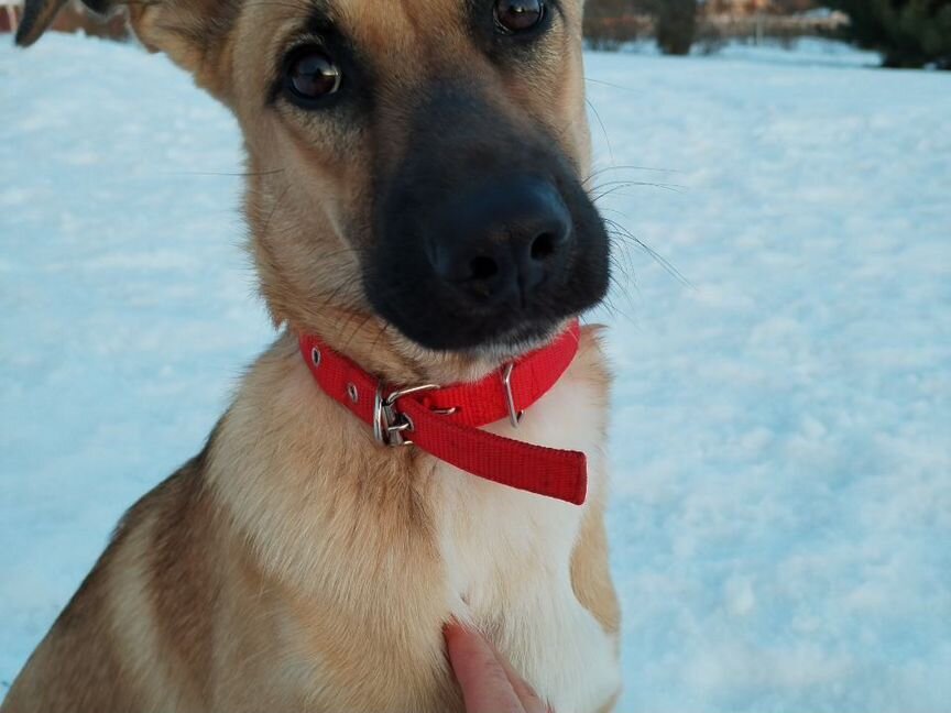 Милый щенок Лина ждёт именно тебя