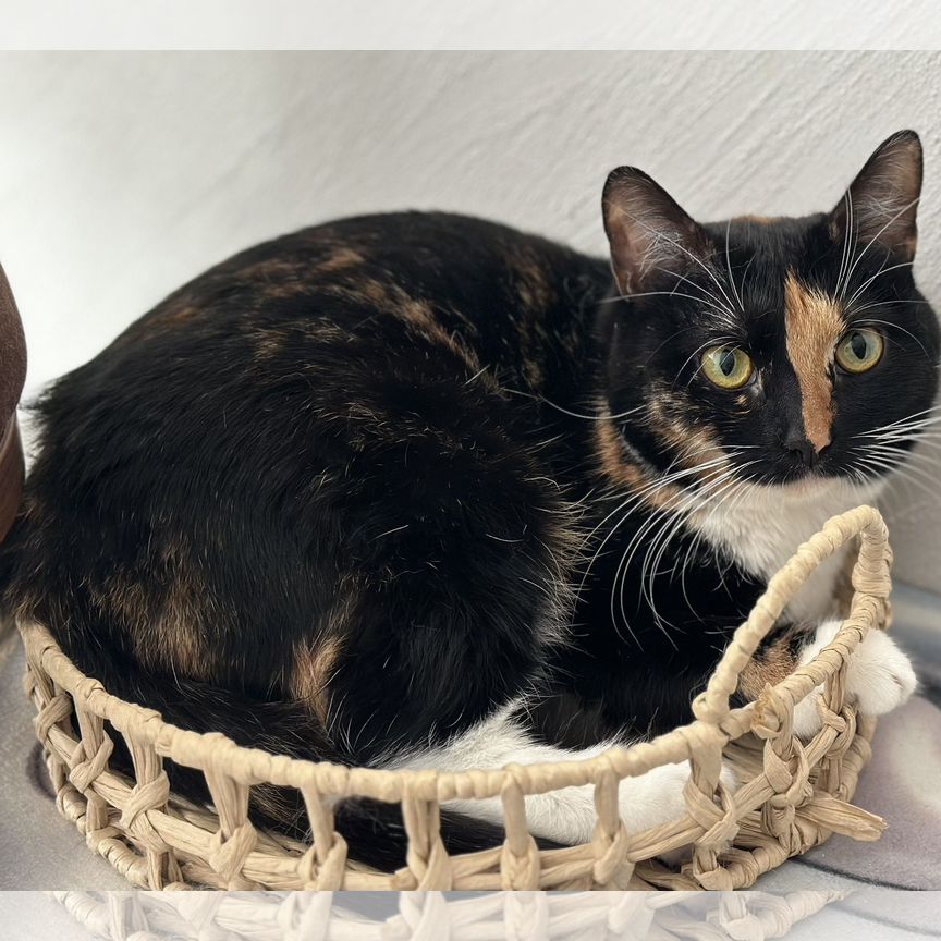 Зефирка 1 год стерилизована