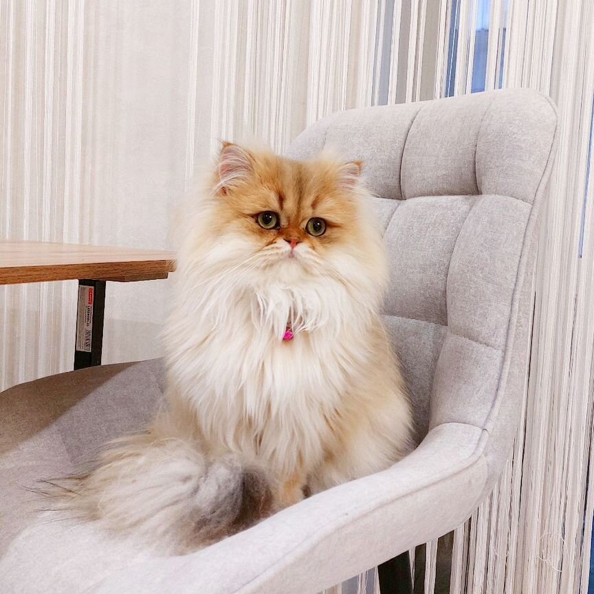 Котята золотая шиншилла