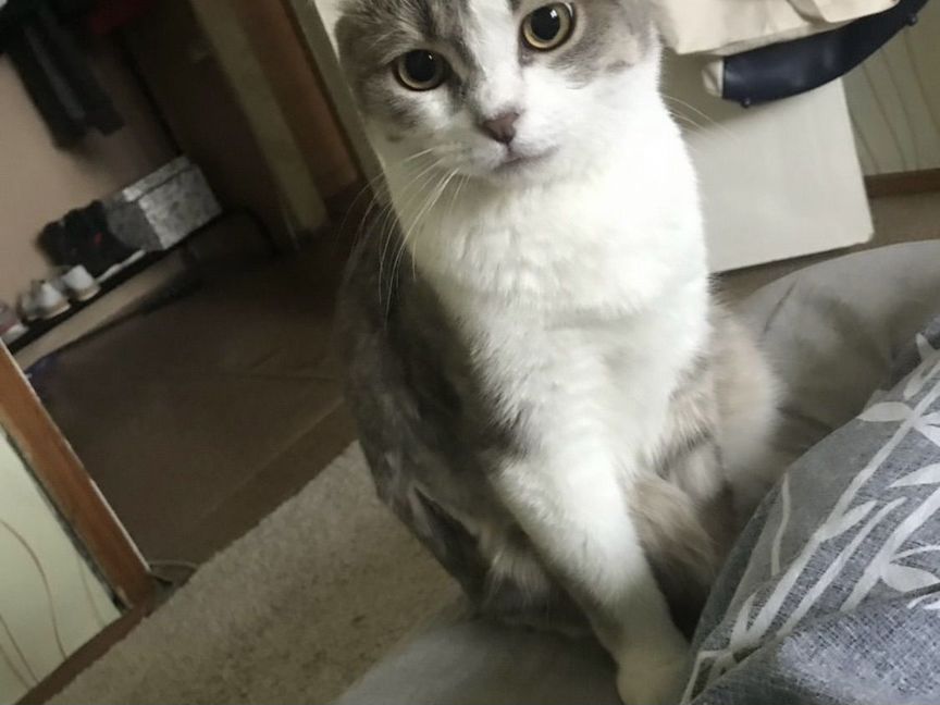 Кошка и кот в добрые руки