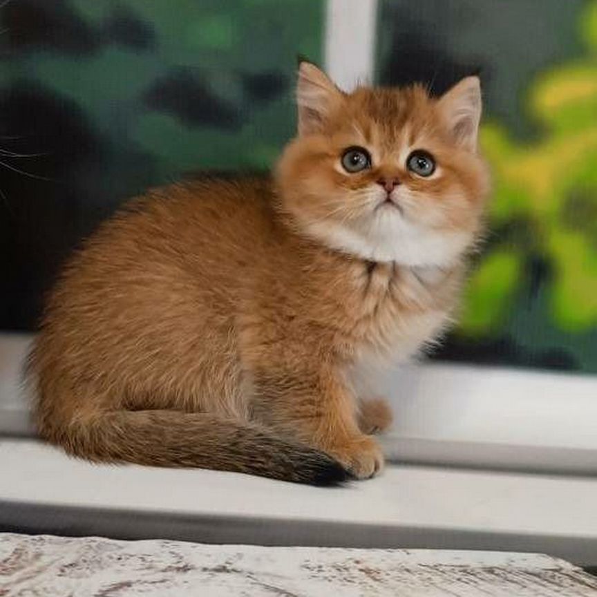 Котята золотая шиншилла