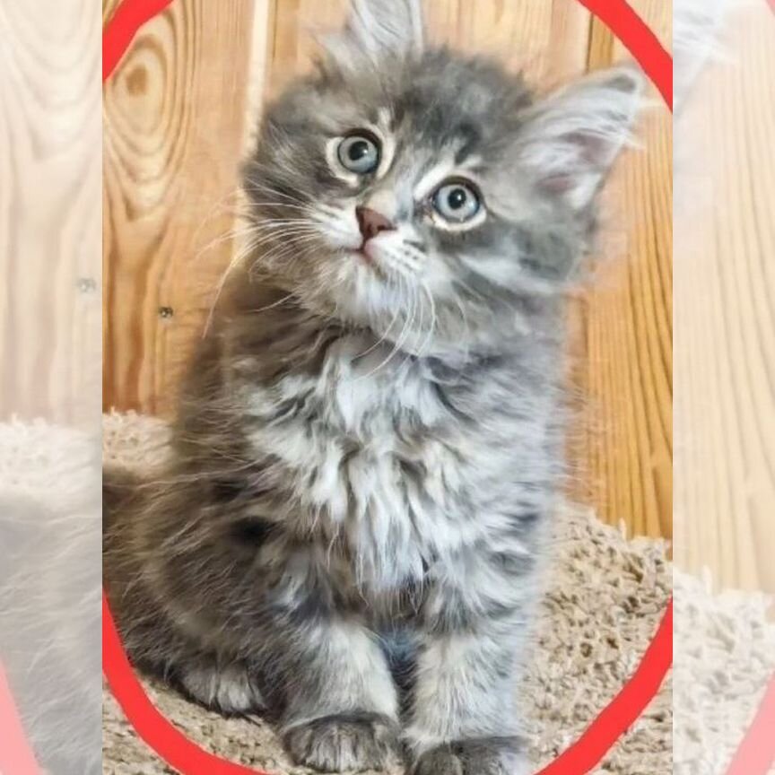 Котёнок в добрые руки