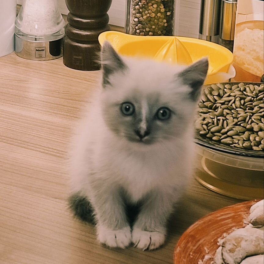 Очаровательный котик