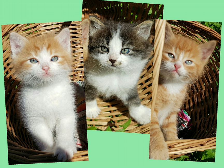 Котята 1.5 месяца