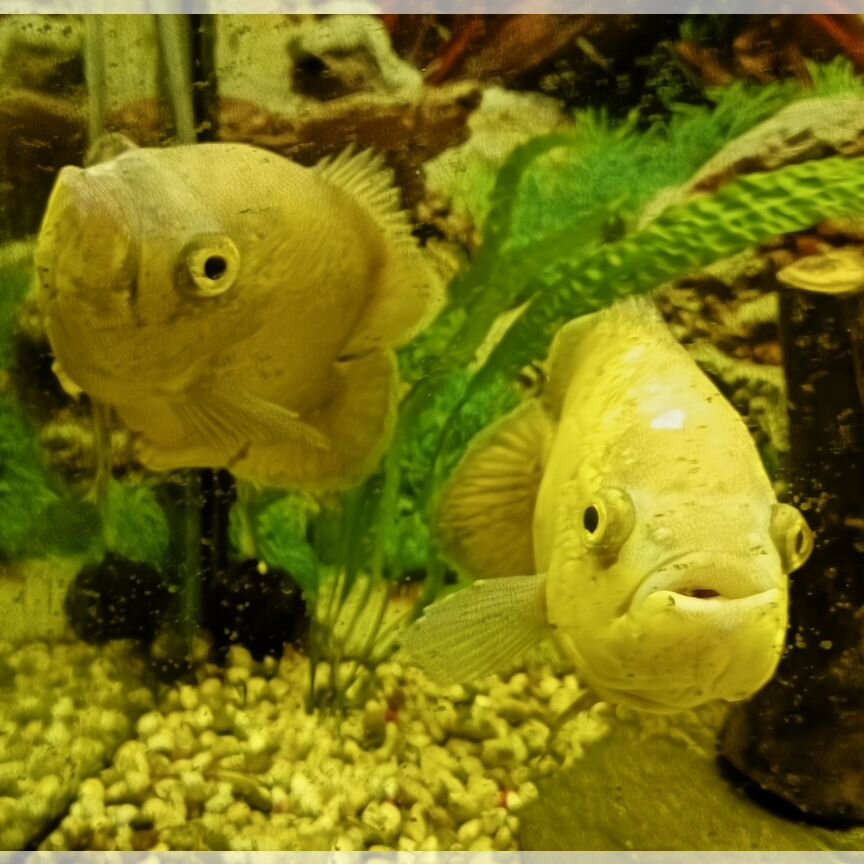 Криптокарина Гигантская