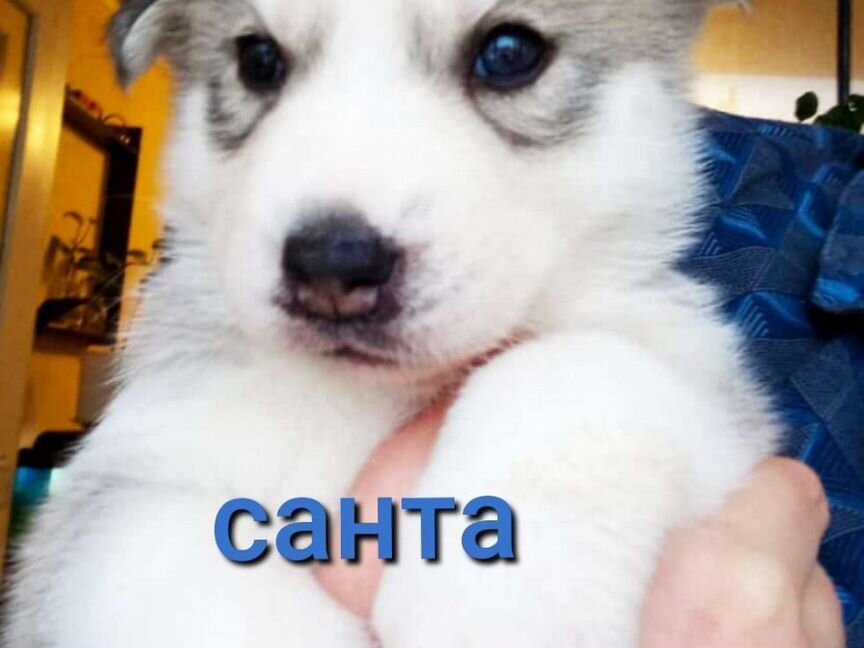 Сибирский хаски