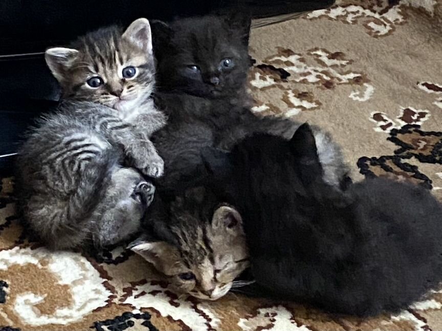 Котята в добрые руки бесплатно мальчик и девочка