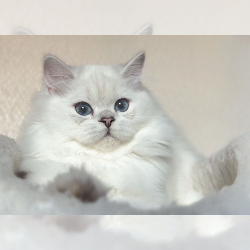 Шотландский прямоухий длинношёрстный котёнок