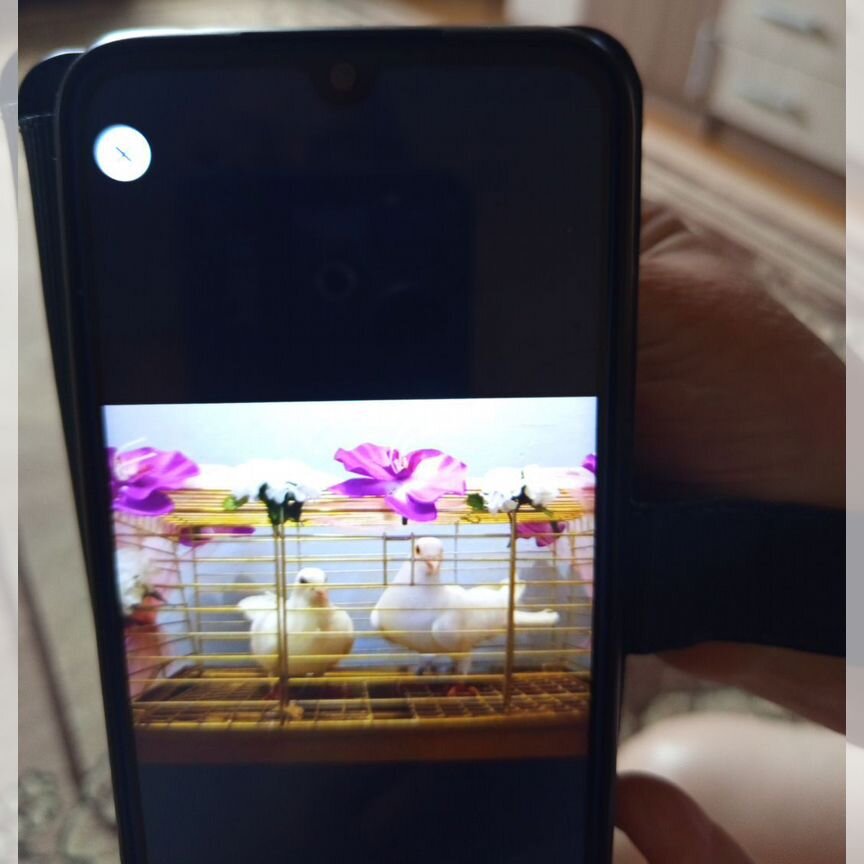 Голуби на свадьбу и торжества