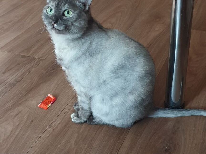 Кошка