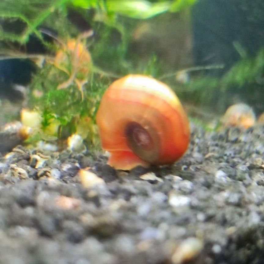 Улитка катушка бесплатно