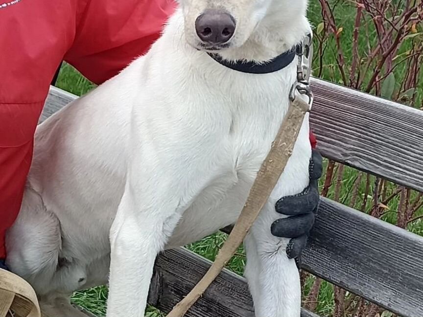 Классный паренек в добрые руки