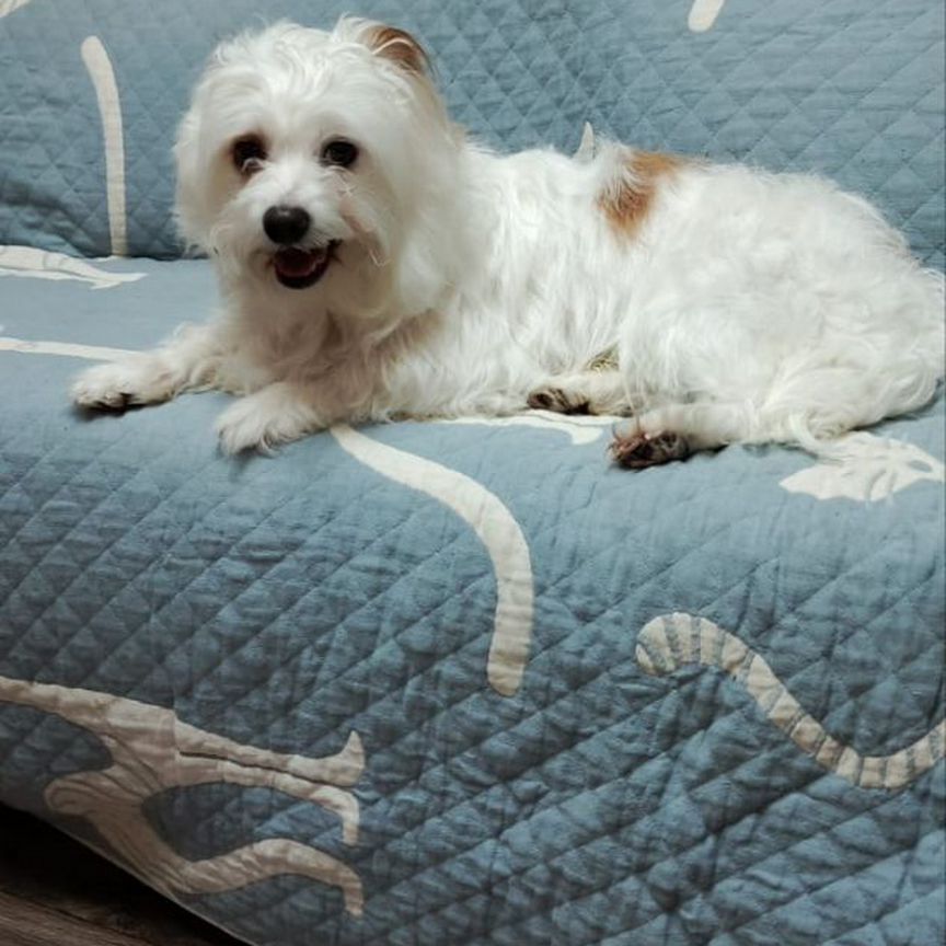 Отдам в добрые руки болонку