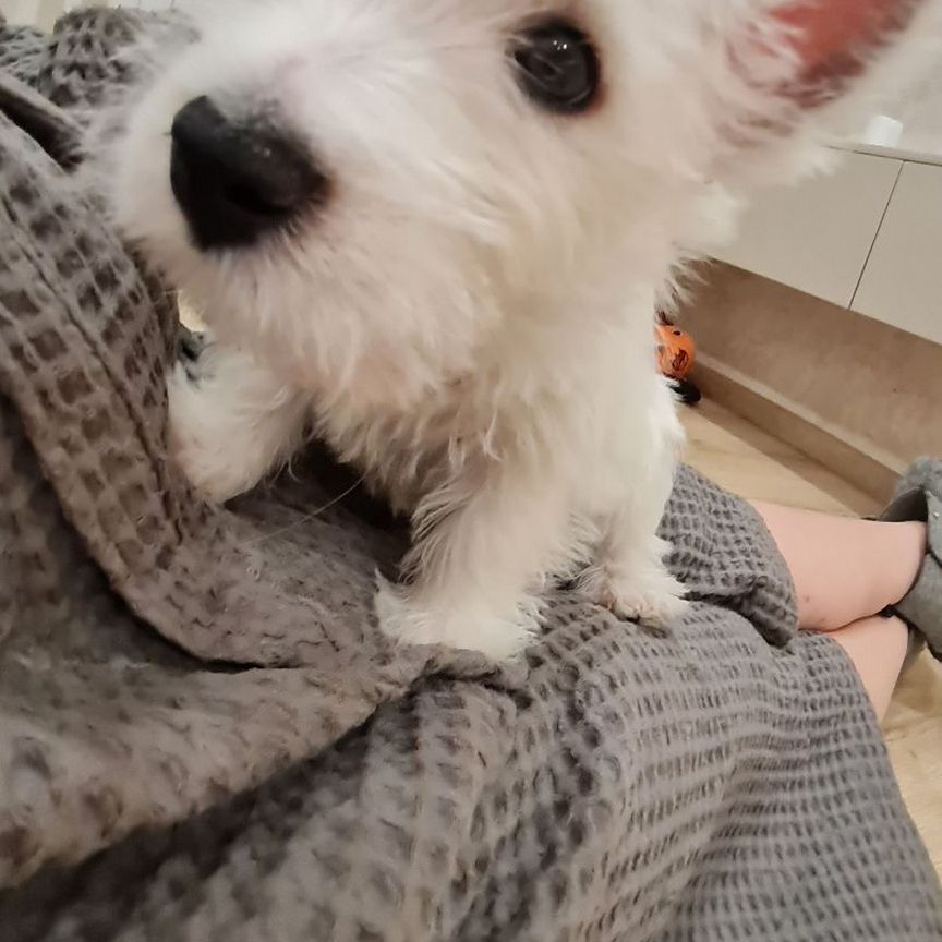 Вест мальчишка