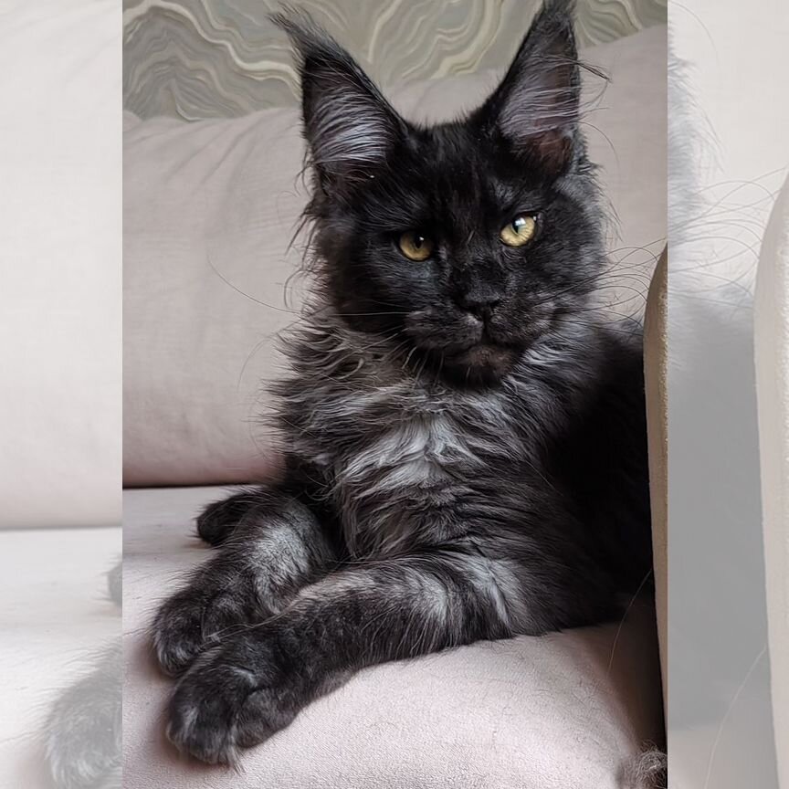 Мейн-кун, взрослая кошка